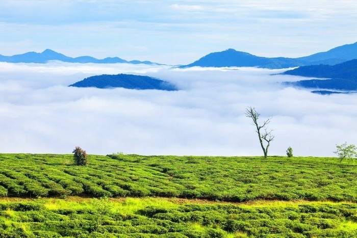 Đồi chè Cầu Đất – Địa điểm checkin sống ảo siêu hot tại Đà Lạt